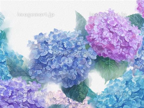 水彩画淡い水色、薄ピンク色、紫色の紫陽花たちの手描きイラスト 196729270 イメージマート