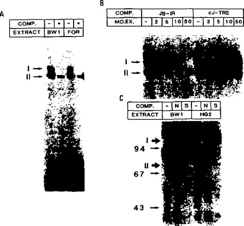 Figure 5 From Activation Of Junb By Pkc And Pka Signal Transduction