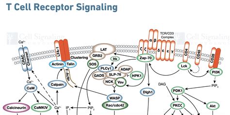 T Cell Basics What A Disease Researcher Needs To Know