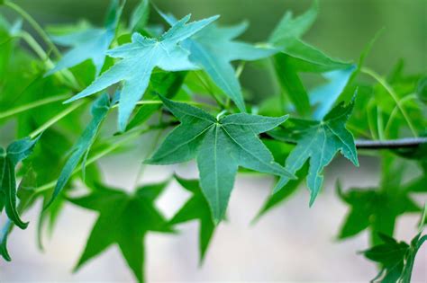 50 American Sweetgum Liquidambar Styraciflua Storax Alligator Sweet Gu