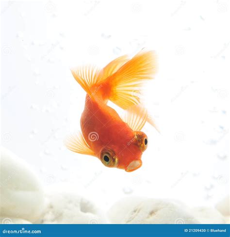 Goldfish Im Fishbowl Stockfoto Bild Von Fische Flosse 21209430