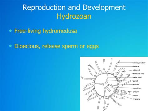 Ppt Lecture Exam I Powerpoint Presentation Free Download Id1451888