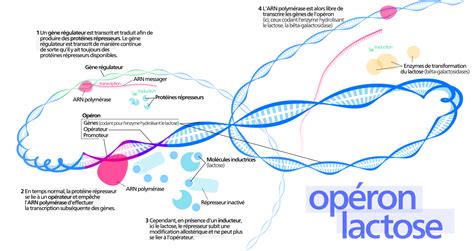 Filetranscription Factorssvg Wikimedia Commons