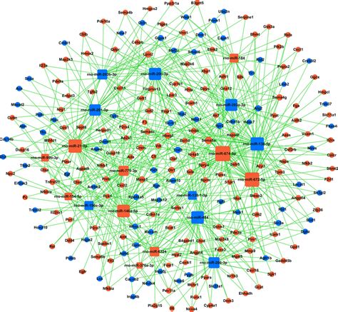 MiRNA Gene Network Box Nodes Represent MiRNAs Circular Nodes