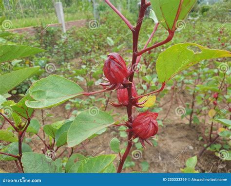 Planta De Flores De Rosella Que Es Muy Beneficiosa Para La Salud Imagen