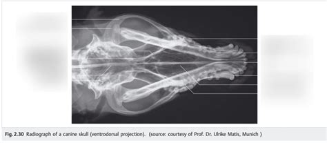 Radiograph Canine Skull Ventrodorsal Projection Diagram Quizlet
