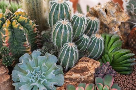 Arreglo De Suculentas Cactus Suculentas En Jardinera Foto Premium