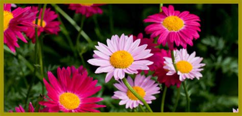 Houston Mosquito Control Systems Pyrethrum