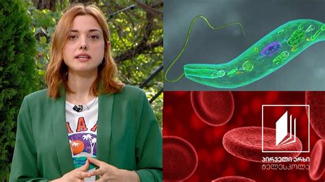 ბიოლოგია Vii კლასი სასიცოცხლო თვისებები უჯრედი ორგანიზმის საშენი მასალა ტელესკოლა Youtube