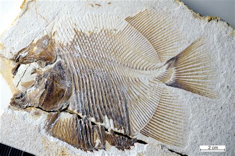 Fish Fossils