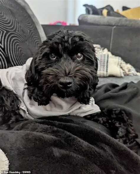 Grandmothers Beloved Cockapoo Loses Leg After Savage Attack By Xl