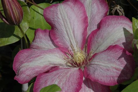 Betty Risdon Clematis Betty Risdon Online Kaufen