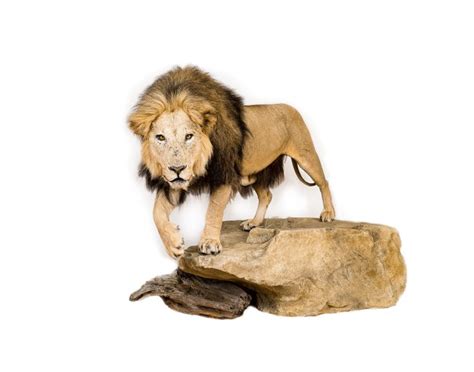 Lion Taxidermy Full Body Mount Panthera Leo 110 Cm 60 Cm 220 Cm Cites Appendix Ii