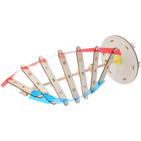 Scientific Molecular Model Dna Science Kit Student Toy Human Genes
