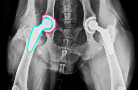 Diagnosis Prevention And Management Of Canine Hip Dysplasia A Revie