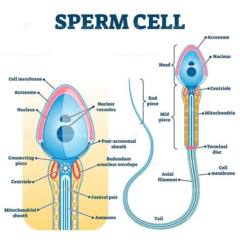 Sperm Cell Anatomy Education Fertility Diagram Artofit