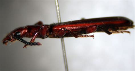 Coleoptera Polyphaga Ii Unbc Biol 322 Entomology