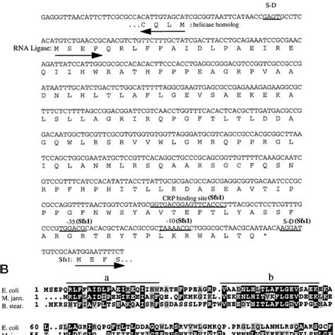 E Coli 2 5 Rna Ligase Gene A Dna Sequence Of The E Coli Genomic
