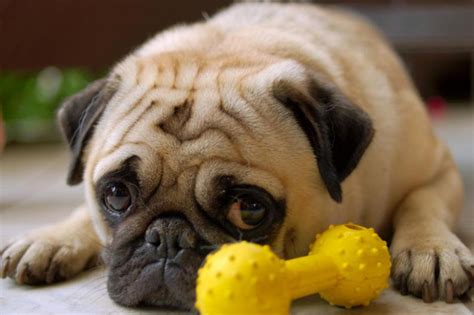 Todo Sobre La Urolitiasis En Perros Causas Síntomas Y Tratamiento