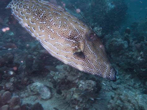 Scrawled Filefish A Color Changing Fish Snorkel Things