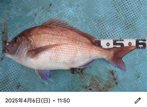 No431《乗っ込み桜鯛を求め串本へ》筏、カセの短竿大型五目釣り4月前半part①》 筏、カセの短竿大型五目釣り。