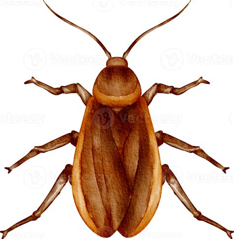 Watercolor Cockroach Clip Art 36907618 Png