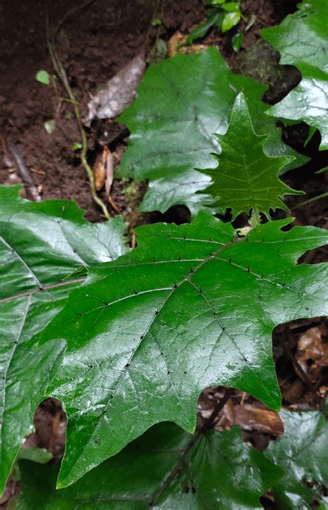 Anyone Know What This Evil Looking Leaves Are With Thorns Growing