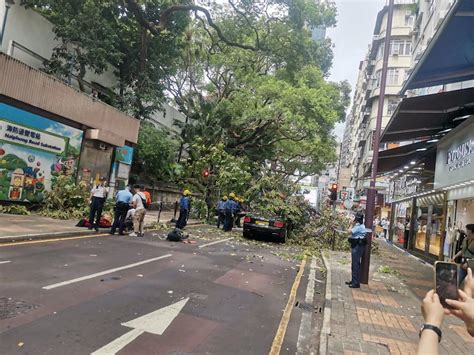 尖沙嘴海防道塌樹 20米高橫臥馬路 砸中私家車司機一度被困