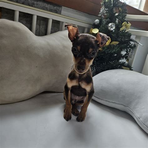 미니핀포키 강아지책임무료분양 강아지분양 고양이분양 컴투펫 시츄 셔틀랜드쉽독 말티푸 미니핀 치와와 요크셔테리어 포메라니안 말티즈 분양