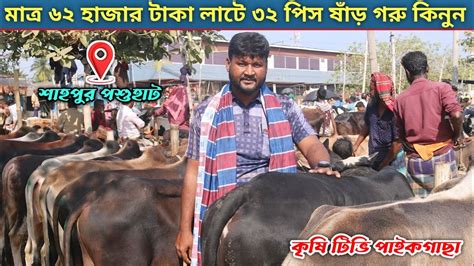 ২৮১১২৪🔰ধামাকা অফার মাত্র ৬২ হাজার টাকা লাটে কোরবানির উপযোগী ষাঁড় গরু