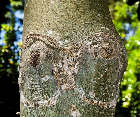 Sexy Trees 28 Pics Curious Funny Photos Pictures Sexy Trees 28 Pics Curious Funny Photos Pictures