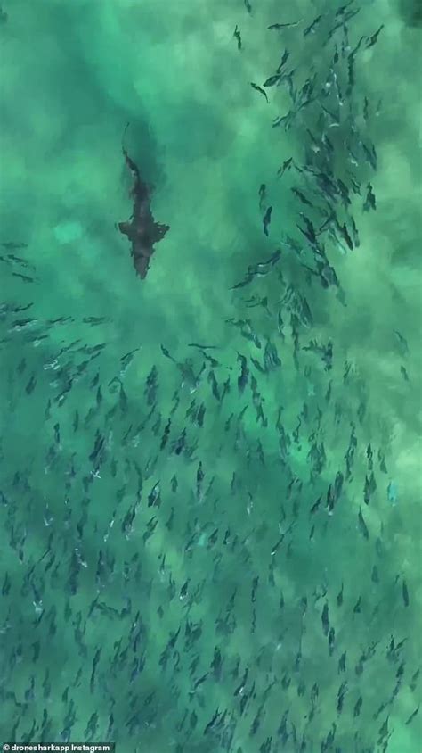 Shark At Bondi Beach Wild Footage Captures Shark Lurking Metres From