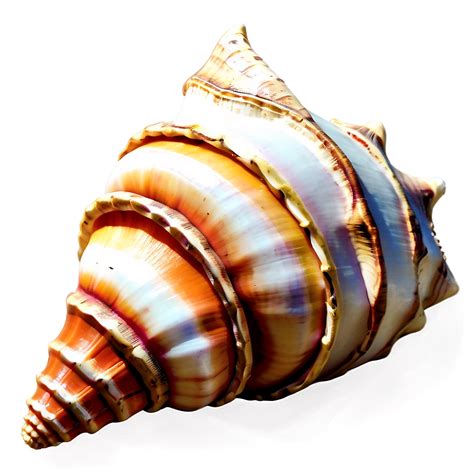 [200 ] Conch Shell Png Images
