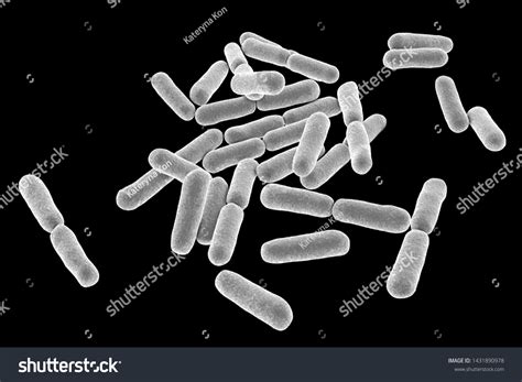 Probiotic Bacteria Bacillus Clausii 3d Illustration Stock Illustration