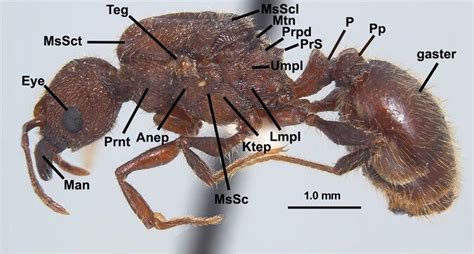 Morphology And Terminology Antwiki