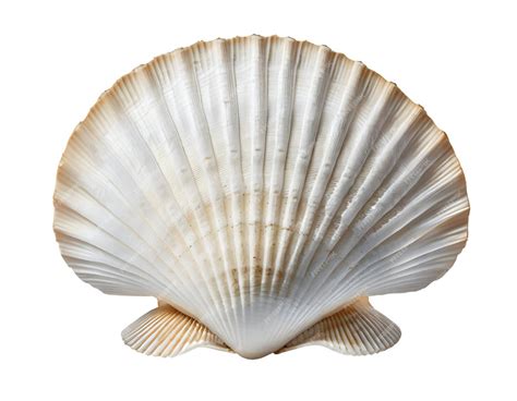 Realistic Sea Shell Isolated Premium Ai Generated Psd
