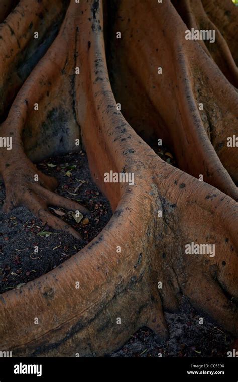 Large Tree Roots In Australia Stock Photo Alamy