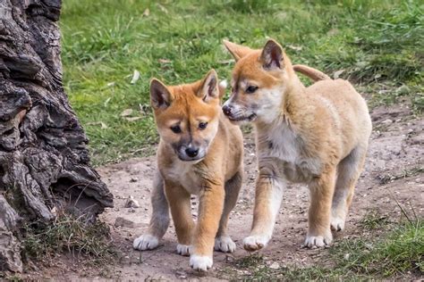 Dingoes Restore Wildlife Habitats Video Save Our Woodlands