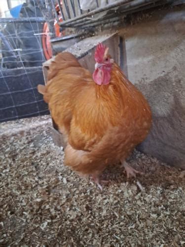 Buff Orpington Hatching Eggs For Sale In Ashbourne Derbyshire Preloved