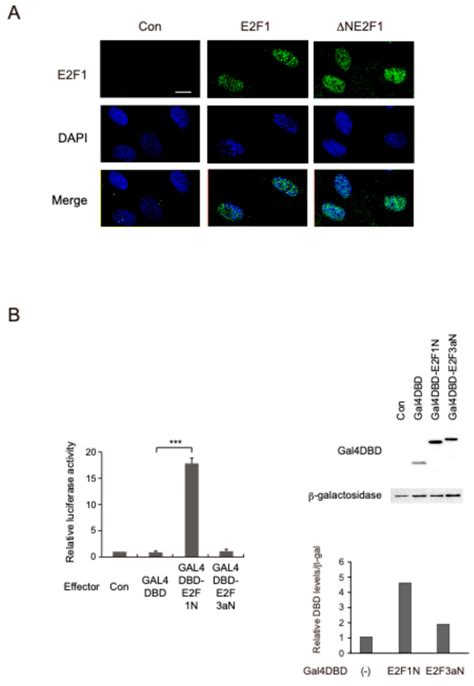 The N Terminal Region Of The Transcription Factor E2f1 Contains A Novel Transactivation Domain
