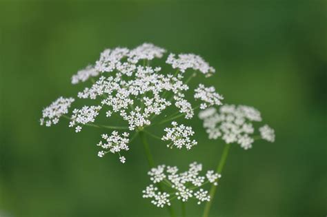 Premium Photo Close Up Of Cow Parsnip Growing Outdoors