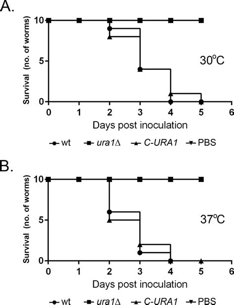 Dhodh Is Required For Virulence In A G Mellonella Infection Model G