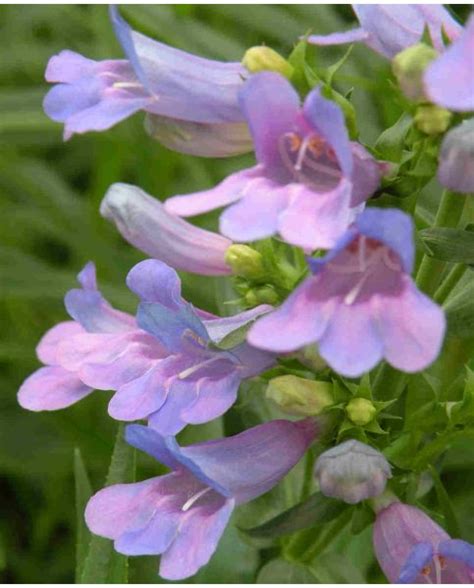 Pristine Penstemon Collection Hayloft