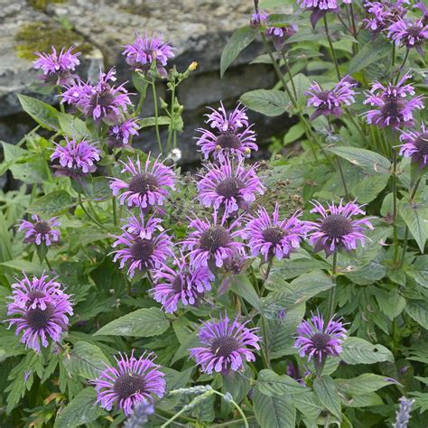 Monarda Fistulosa Spacing