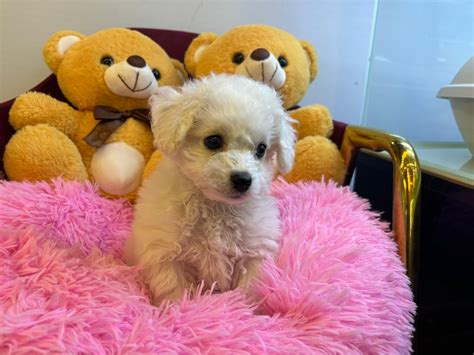 비숑프리제 뚬빵 말티즈크기 말티푸크기 푸들크기 먼치킨크기 랙돌크기 브리티쉬숏헤어크기 스코티쉬폴드크기 러시안블루크기 강아지크기 고양이크기 유기견임시보호 유기묘임시보호 강아지