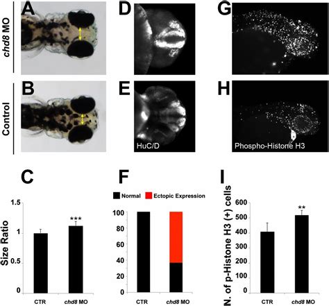 Chd8 Regulates Neurodevelopmental Pathways Associated With Autism Spectrum Disorder In Neural