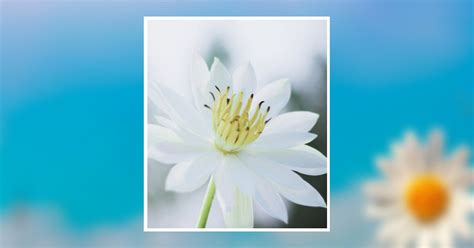 Becky Sue Sones Obituary December 19 2024 Wolf Funeral Services