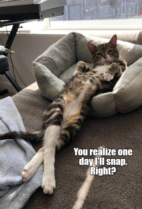 Top 20 Cat Memes Of The Week Cheezburger Users Edition 249 I Can