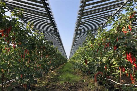 Polska fotowoltaika stoi przed ogromną szansą w rolnictwie