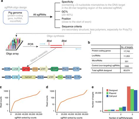 Generation Of A Porcine Genome Wide Lentiviral Sgrna Library A Pipeline
